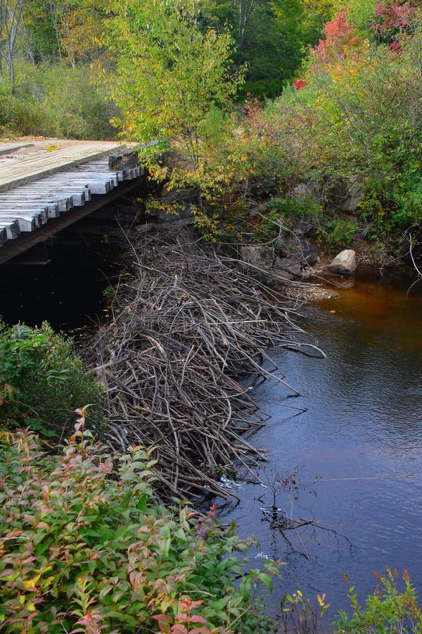 Beaver dam on stream stock image. Image of moss, mountains - 34911989