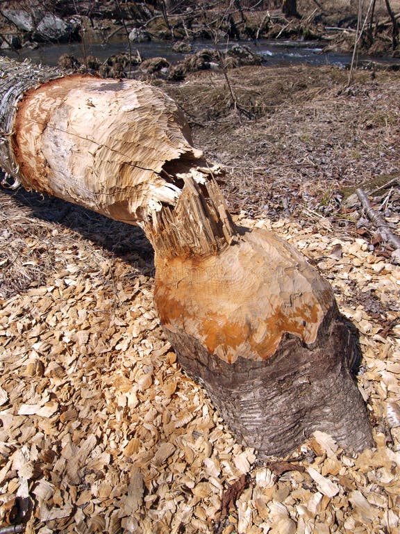 Beaver damage stock photo. Image of damage, wetlands, rodent - 9542676