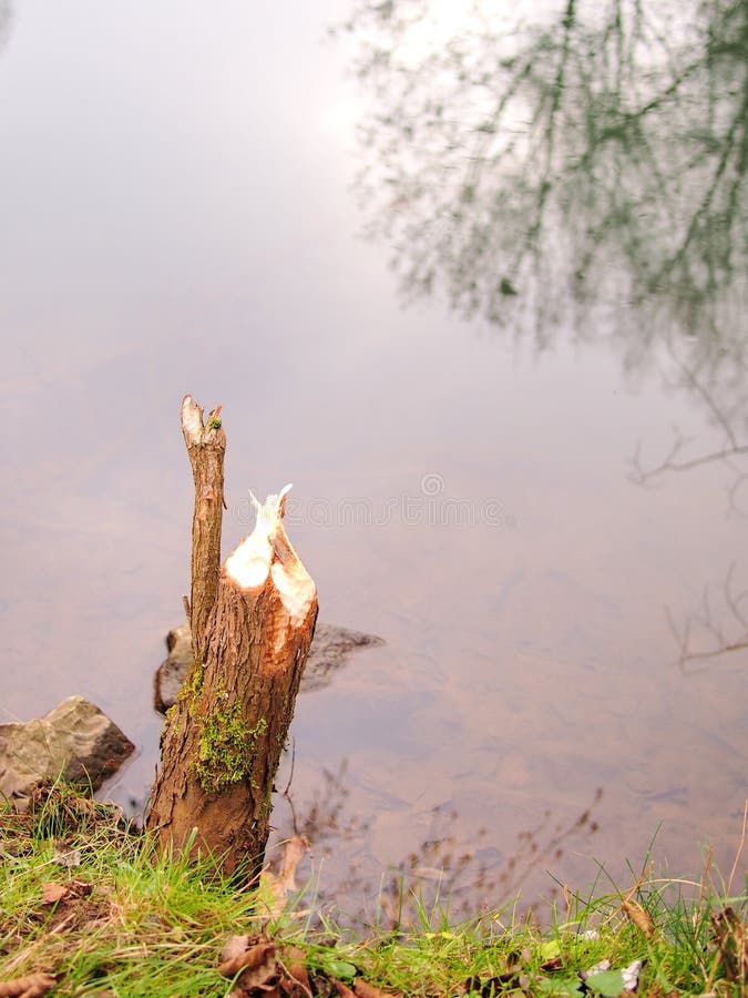 Beaver Damage To a Tree on a River Bank, Nuremberg, Germany Stock Image ...