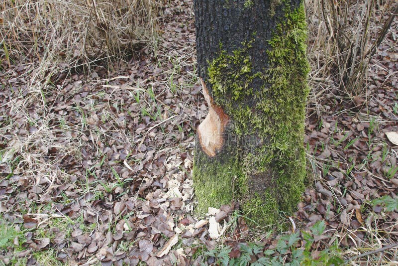 Beaver Damage on Tree Trunk Stock Photo - Image of tree, indication ...