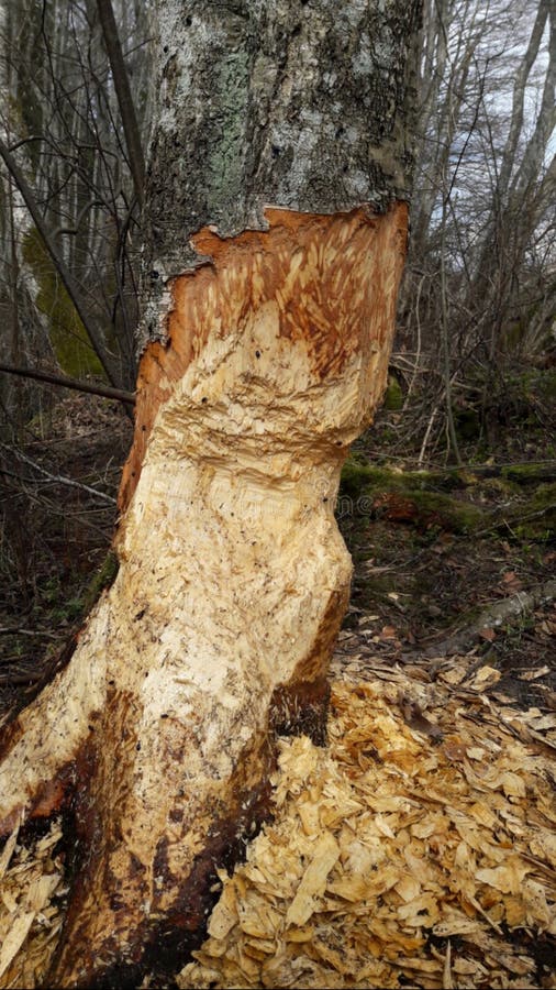 Beaver damaged tree stock photo. Image of nature, tree - 275434496