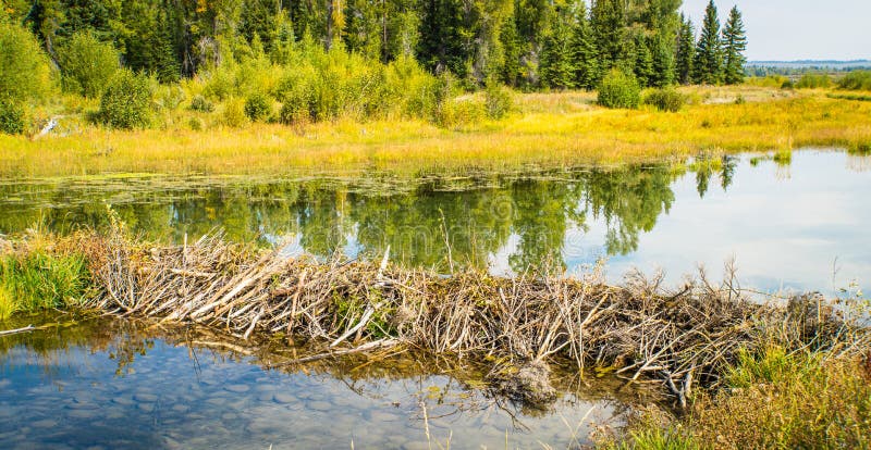 Beaver Damn Across the River Stock Photo - Image of pebbles, plants ...