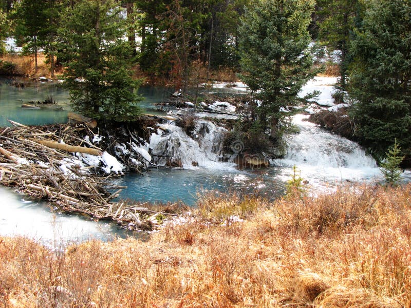 Beaver Damn stock image. Image of grass, creek, background - 37403793