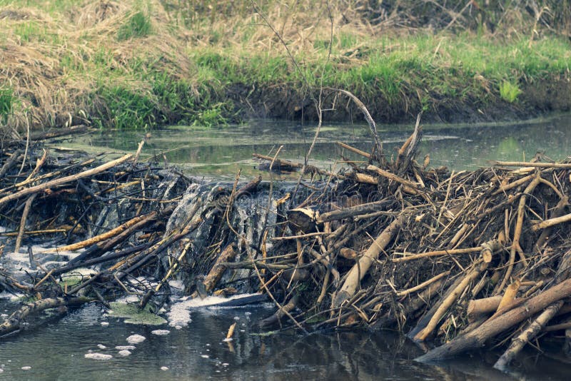 Beaver Dams on the River in the Forest Stock Image - Image of beaver ...