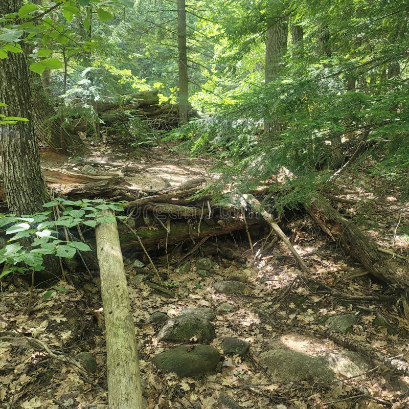 When Water is at Its Lowest Stock Photo - Image of beavers, leaf: 254622834
