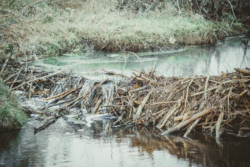 Beaver Dams on the River in the Forest Stock Photo - Image of animals ...