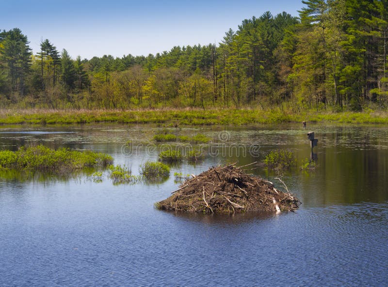 Beaver den or lodge stock photo. Image of swamp, wood - 40804048
