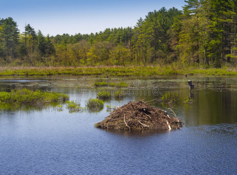 Beaver den or lodge stock photo. Image of swamp, wood - 40804048
