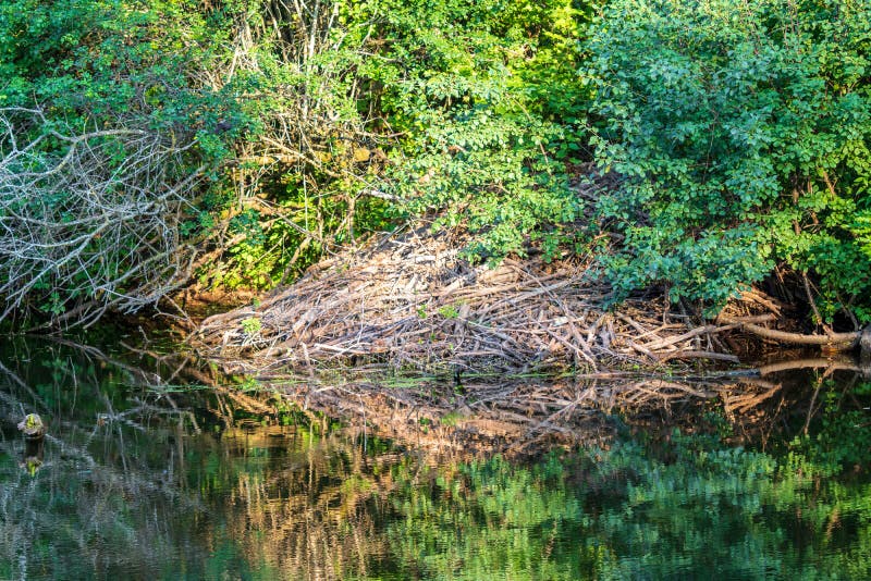 227 Beaver Den Stock Photos - Free & Royalty-Free Stock Photos from ...