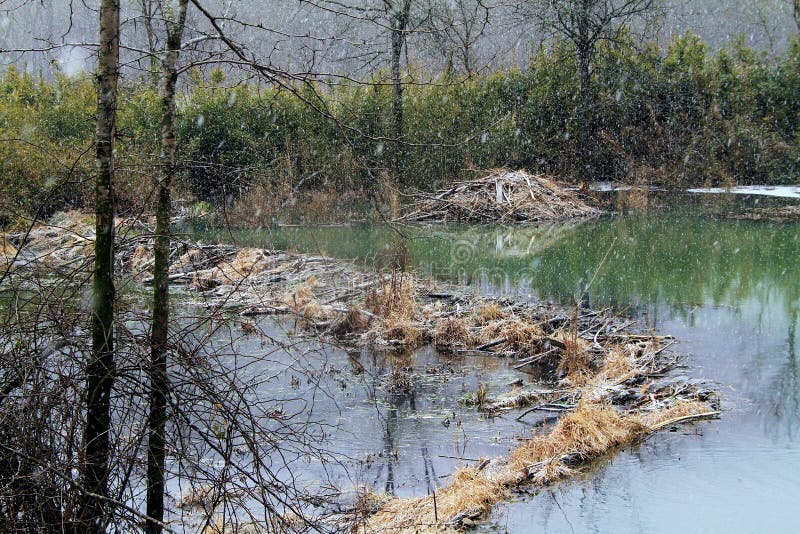 Beaver Den Under Falling Snow Stock Image - Image of ozark, overlooking ...