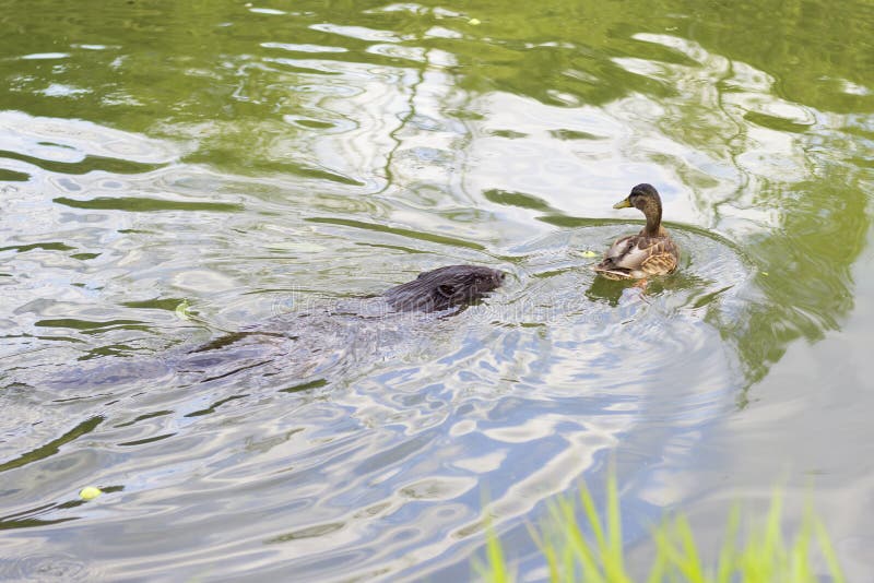 Beaver and duck in river stock image. Image of water - 58199407