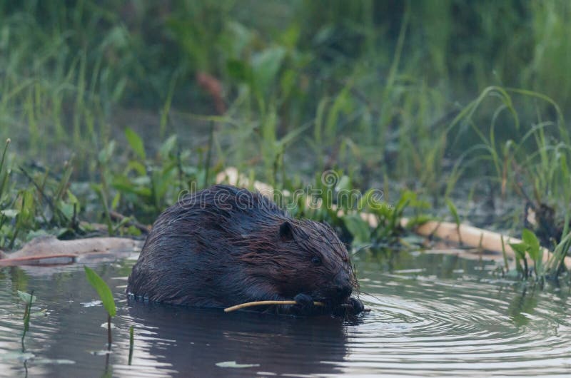 Beaver eat tree stock image. Image of wild, nature, summer - 56419781