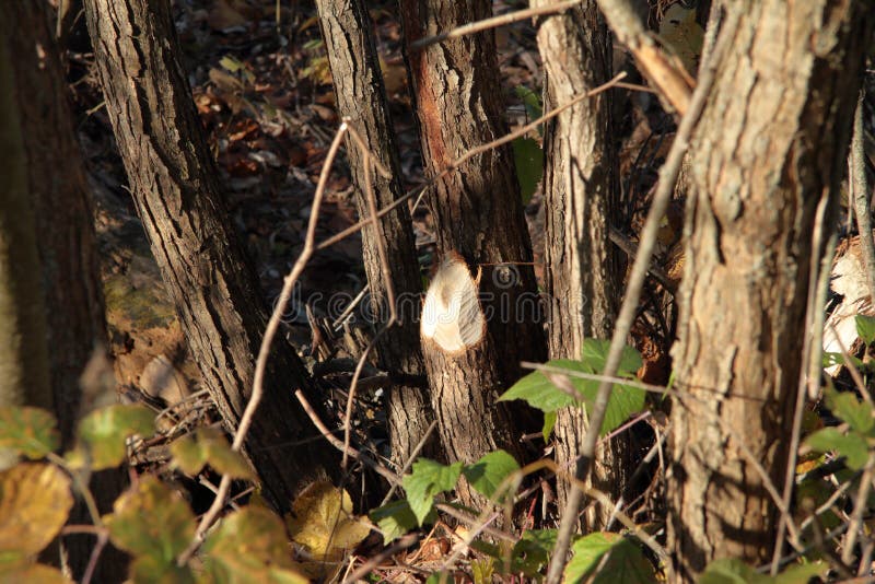 Beaver eaten tree stock photo. Image of mark, beaver - 161900954