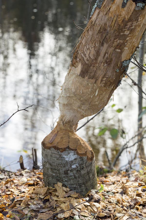 Tree eaten by beaver stock image. Image of autumn, nature - 91338345