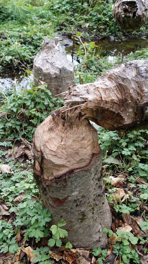 Chomped Stock Photos - Free & Royalty-Free Stock Photos from Dreamstime