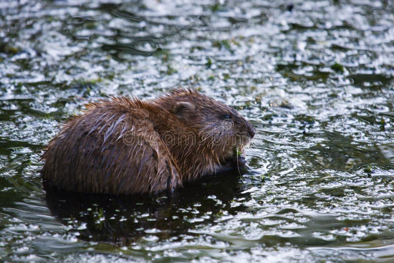 Beaver Eating stock image. Image of ears, looking, outside - 11703843
