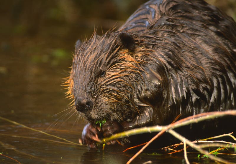 Beaver Eating stock image. Image of wildlife, animal - 15239409