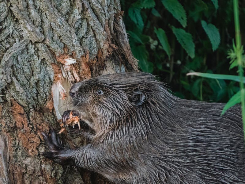 Beaver Eating Tree
