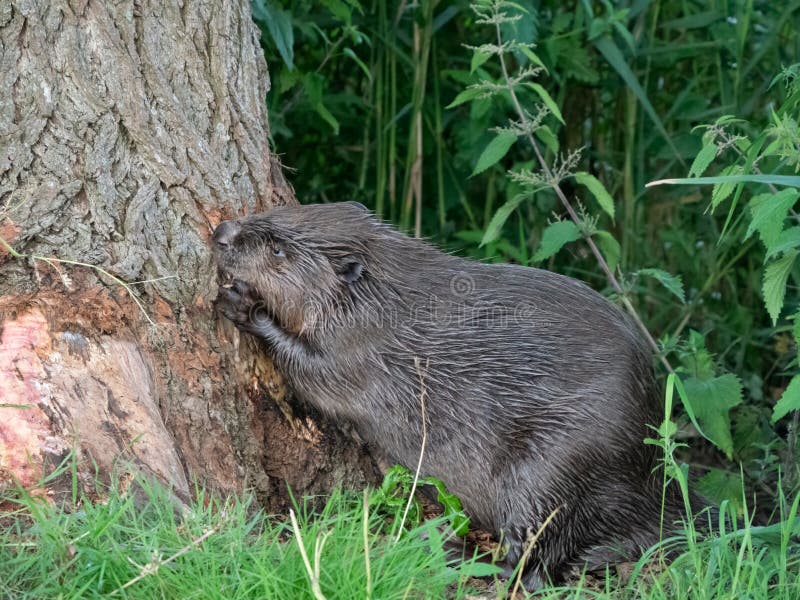 Beaver Eating Away at Bark of a Tree Stock Photo - Image of outdoors ...