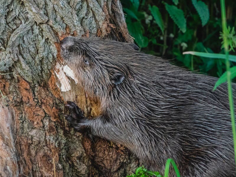 Beaver Eating Away at Bark of a Tree Stock Photo - Image of wildlife ...