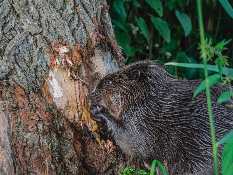 Beaver Eating Away at Bark of a Tree Stock Image - Image of claws ...