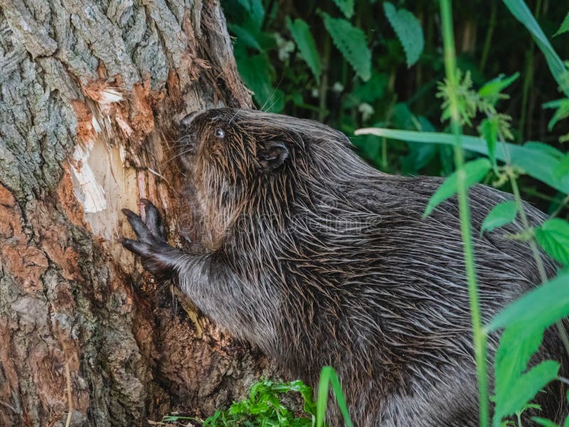 Beaver Eating Away at Bark of a Tree Stock Photo - Image of teeth ...
