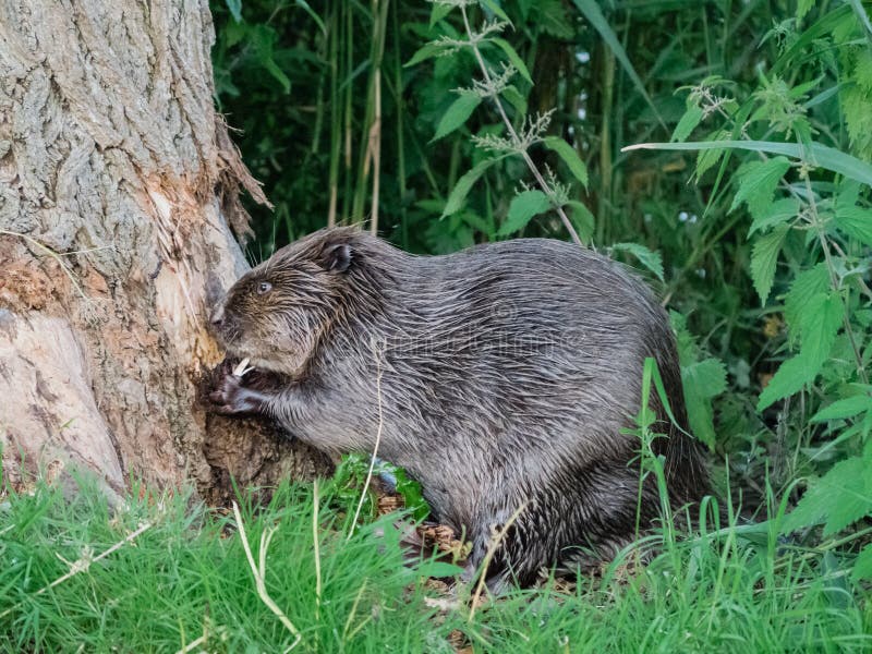 Beaver Eating Tree