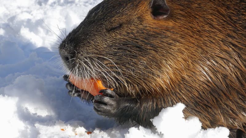 Beaver eating carrot stock video. Video of single, castor - 207478833