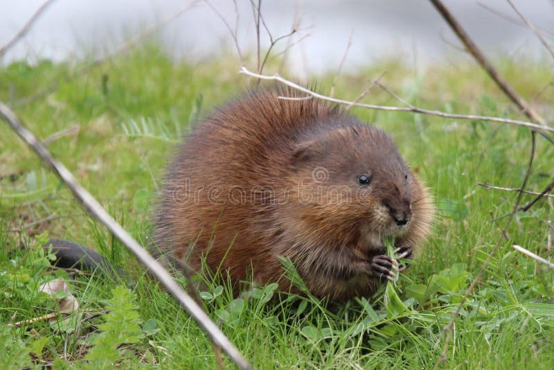 Beaver stock photo. Image of rodent, mammal, nature, grass - 71018540