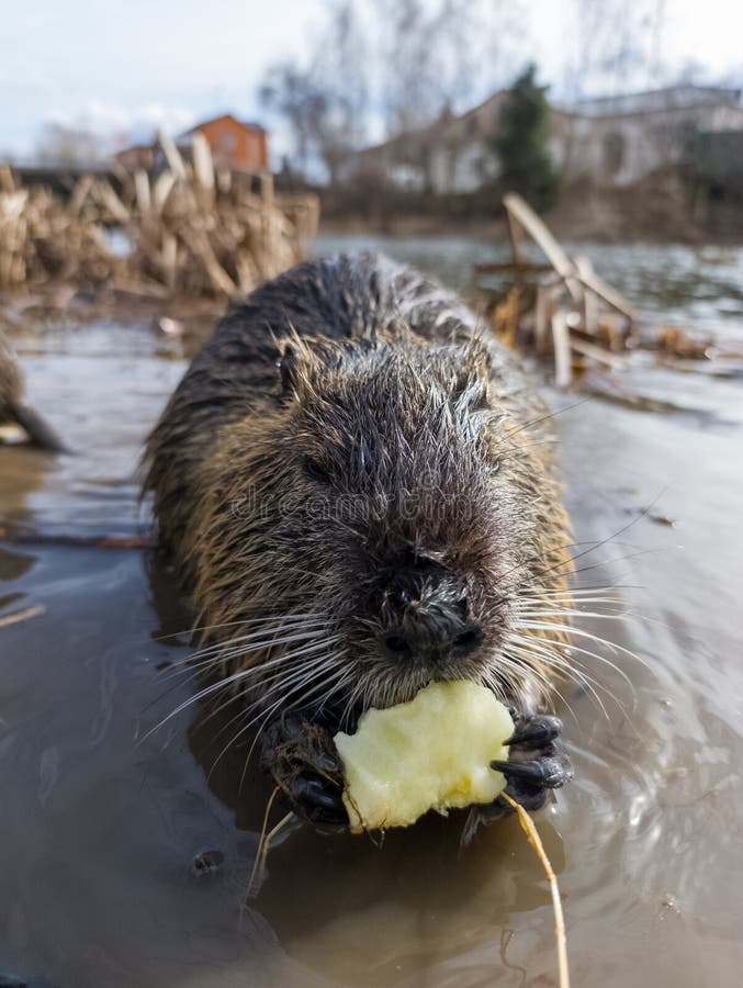 A Beaver Eating a Piece of Food in the Water Stock Photo - Image of ...