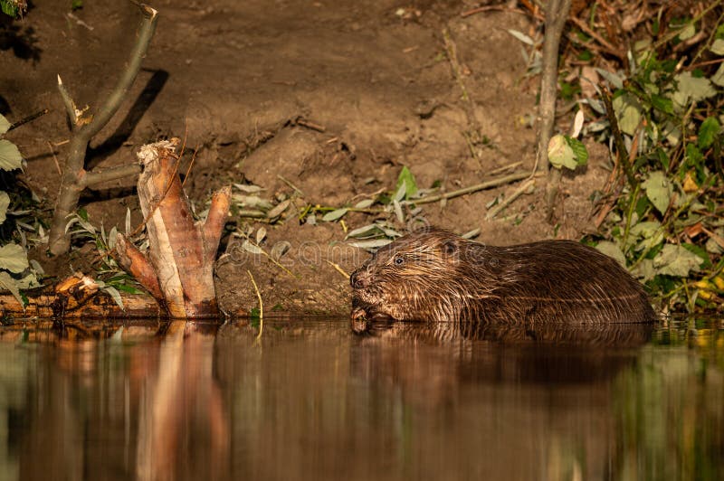 A Beaver Eating on a Sunny Morning in Summer Stock Photo - Image of ...