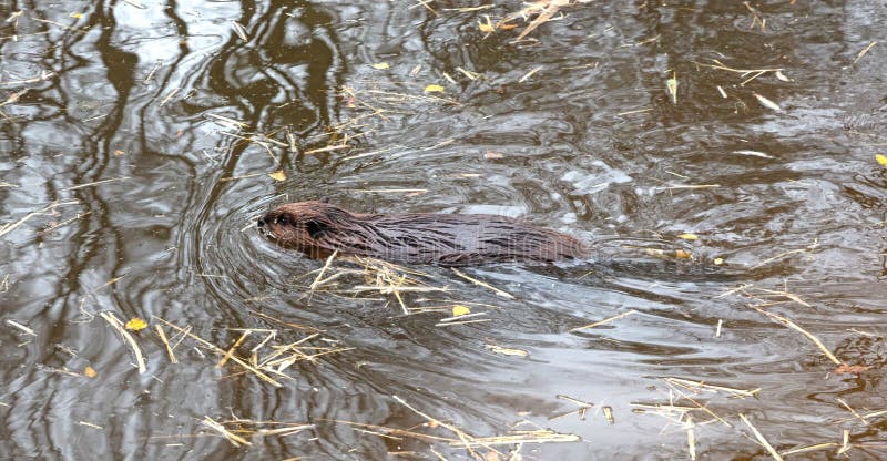 Beaver Eating on Wood, Isolated and Selective Focus Stock Image - Image ...