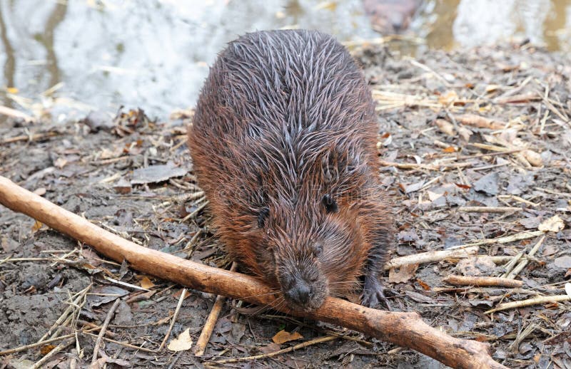 Beaver Eating on Wood, Isolated and Selective Focus Stock Photo - Image ...