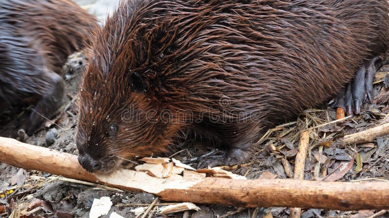 Beaver Eating on Wood, Isolated and Selective Focus Stock Image - Image ...