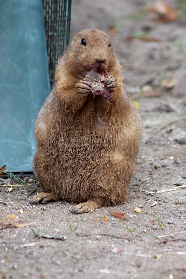 Beaver Eats Red Beetroot. Cute Little Animal Eats Vegetables Stock ...