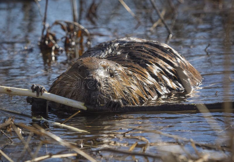 Beaver Feeding on a Sapling Stock Photo - Image of sapling, valley ...