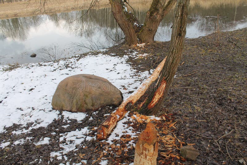 Beaver felled tree stock image. Image of water, felled - 213760931