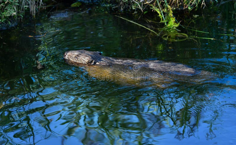 Beaver Floating on the River Stock Photo - Image of chisel, moving ...