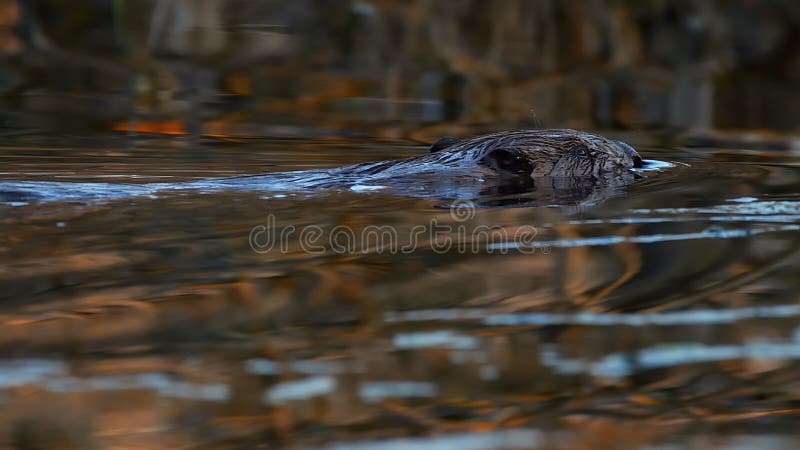 Beaver Floating In Water And Eating A Leaf Stock Photo - Image of ...