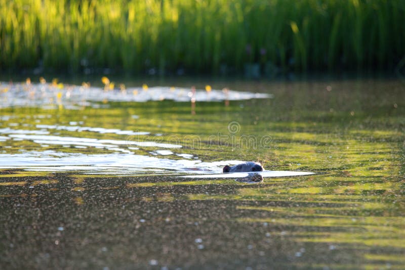 Beaver stock photo. Image of nature, float, animal, water - 107674552