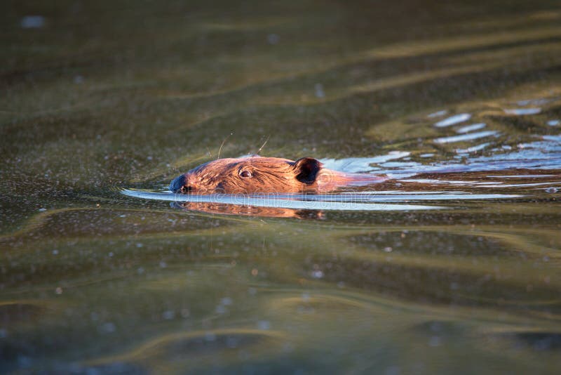Beaver stock photo. Image of snout, muskrat, fauna, rodent - 107675910