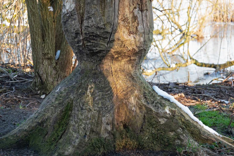 Beaver gnawed thick tree stock image. Image of chewed - 362414241