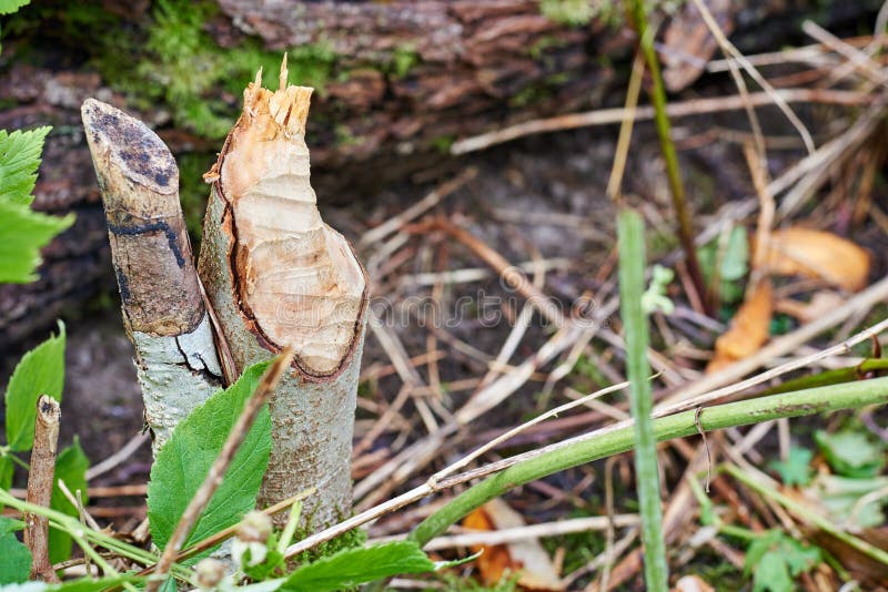 Beaver gnawed on tree stock image. Image of teeth, mammal - 62569831