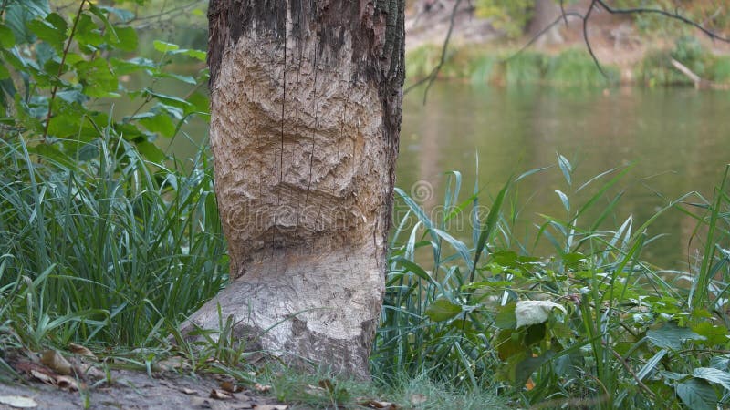 Beaver Gnawed Tree. Tree Trunk with Bite Marks of Beavers Stock Footage ... Beaver Gnawed Tree. Tree Trunk with Bite Marks of Beavers Stock Footage ...