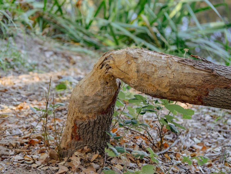Beaver Gnawed Tree Trunk with Tooth Marks Stock Photo - Image of damage ...