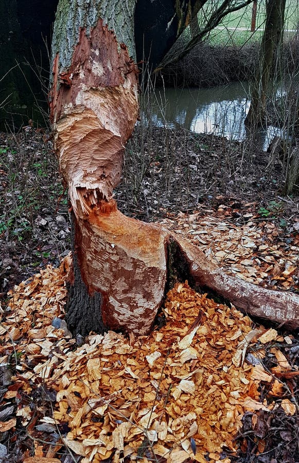 A Beaver Gnawed a Tree by the Water Stock Image - Image of sliver ...