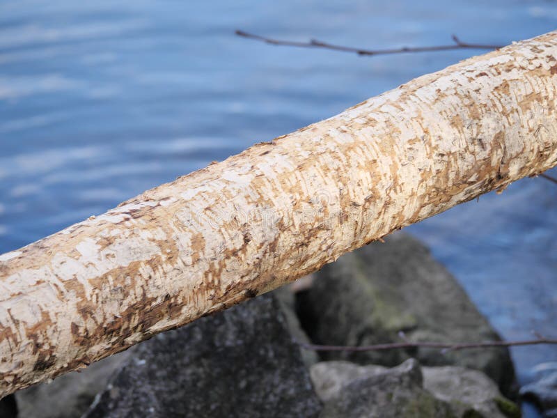 Beaver Gnawed Trees on the Bank of a River with Teeth Marks Stock Image ...
