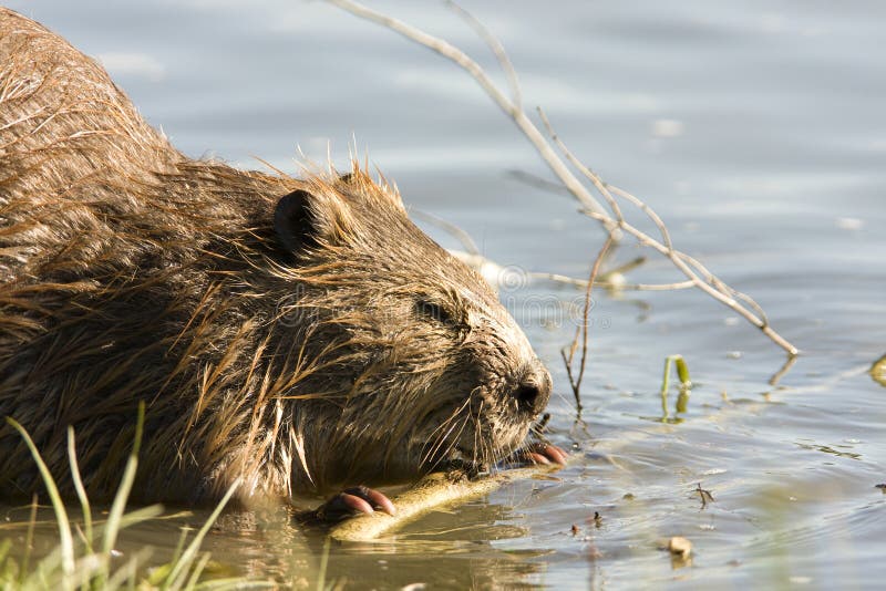 Beaver gnawing on wood stock image. Image of nature, canadian - 21545561