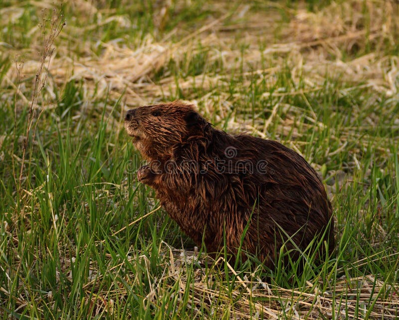 Beavar Stock Photos - Free & Royalty-Free Stock Photos from Dreamstime
