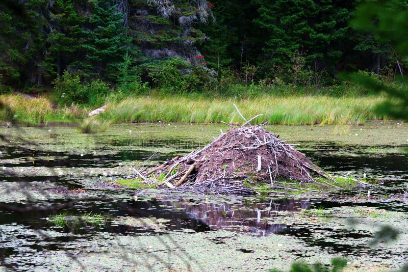 Beaver house stock image. Image of pine, canada, river - 34603681